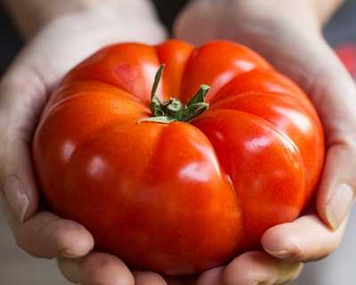 Bodacious Tomato | Natorp's Online Plant Store