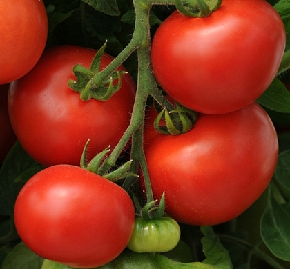 Homeslice Tomato | Natorp's Online Plant Store