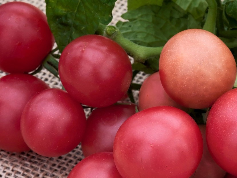 Little Birdy Rosy Finch Tomato | Natorp's Online Plant Store