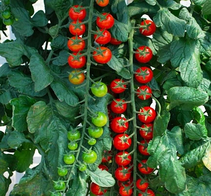 Rapunzel Cherry Tomato | Natorp's Online Plant Store
