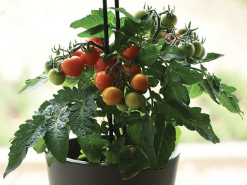 Red Velvet Tomato | Natorp's Online Plant Store