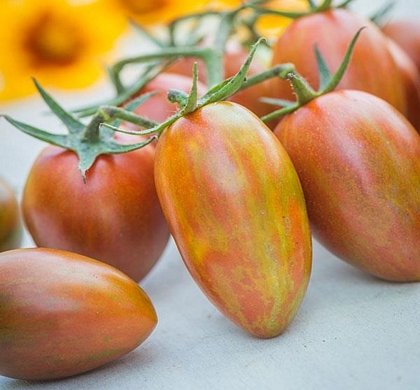 Shimmer Tomato | Natorp's Online Plant Store