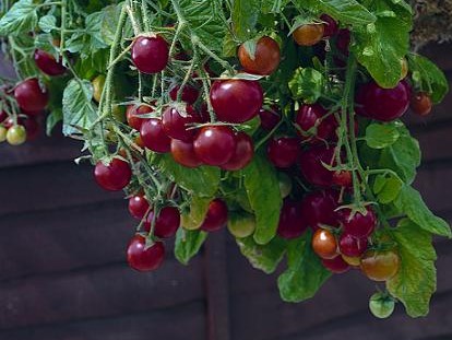 Very Cherry Cascade Tomato | Natorp's Online Plant Store