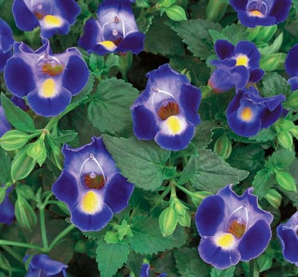 Catalina® Midnight Blue Wishbone Flower | Natorp's Online Plant Store