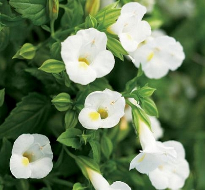 Catalina® White Linen Wishbone Flower | Natorp's Online Plant Store