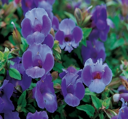 Summer Wave® Large Blue Wishbone Flower | Natorp's Online Plant Store