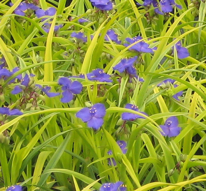 Sweet Kate Spiderwort | Natorp's Online Plant Store