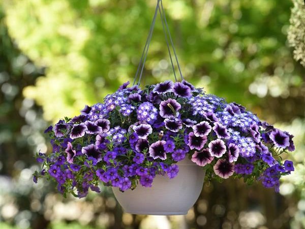 Trixi® Starlight Starbright Mixed Combo | Natorp's Online Plant Store