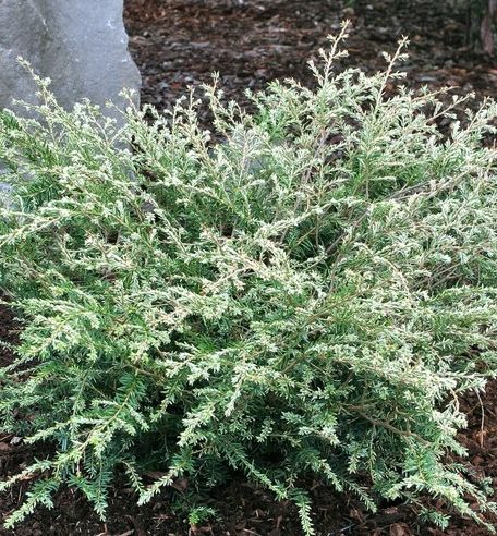 Gentsch White Hemlock | Natorp's Online Plant Store