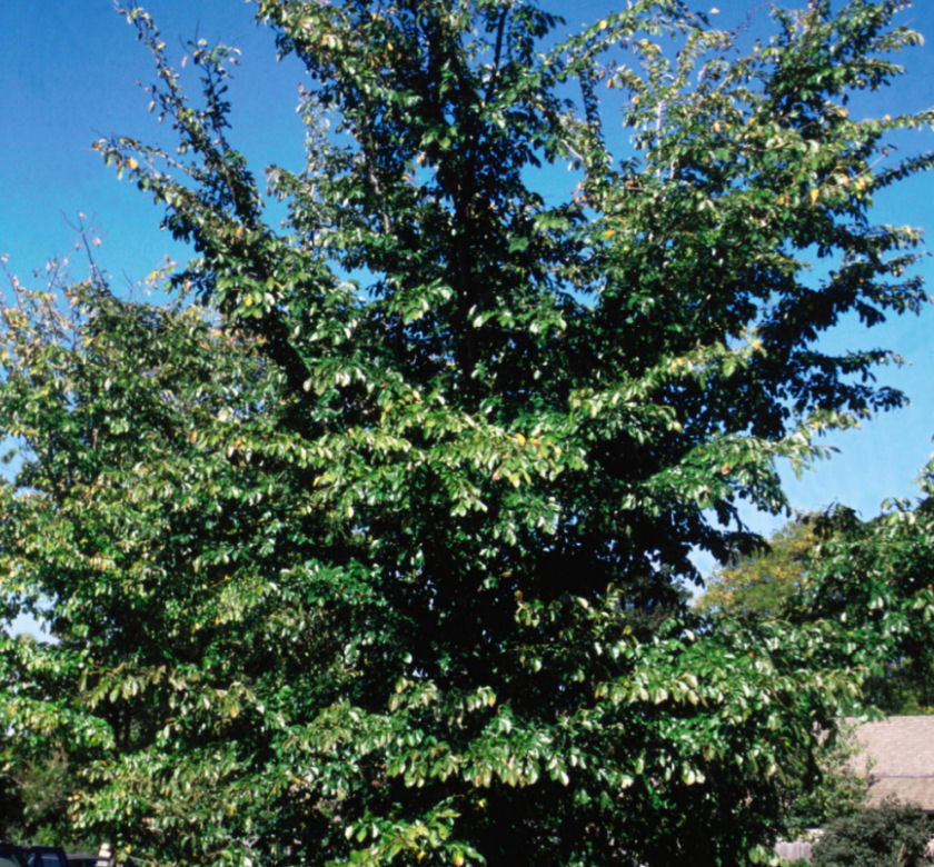 Accolade Elm | Natorp's Online Plant Store