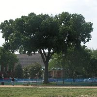 Jefferson American Elm | Natorp's Online Plant Store