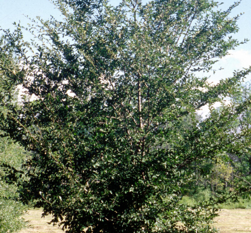 Princeton American Elm | Natorp's Online Plant Store