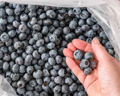 Duke Blueberry | Natorp's Online Plant Store