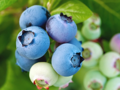 Elliott Blueberry | Natorp's Online Plant Store