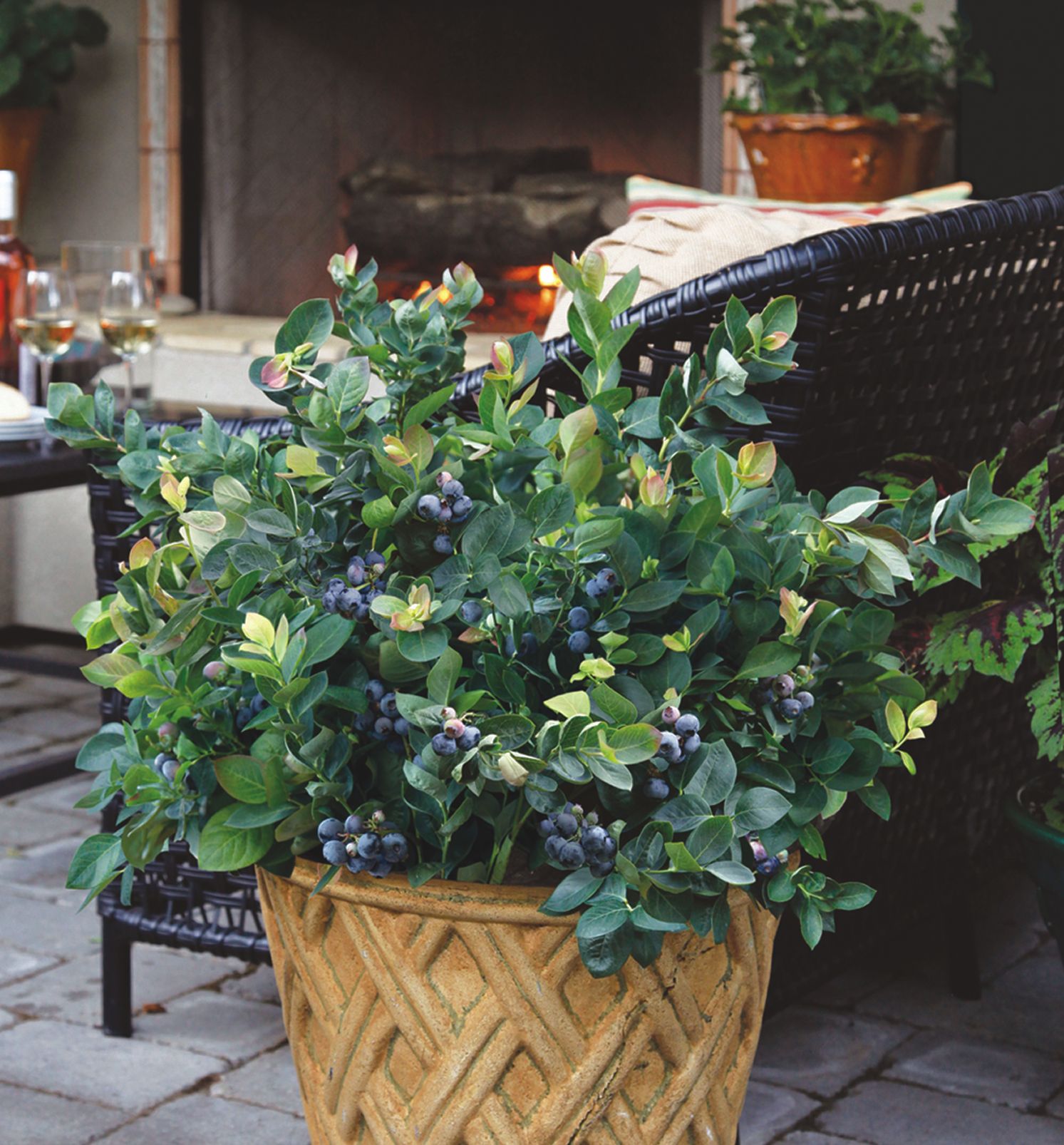 Peach Sorbet® Blueberry (Bushel&Berry) | Natorp's Online Plant Store