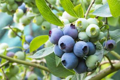 Blueray Northern Highbush Blueberry | Natorp's Online Plant Store