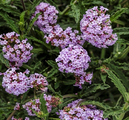 Meteor Shower Verbena | Natorp's Online Plant Store