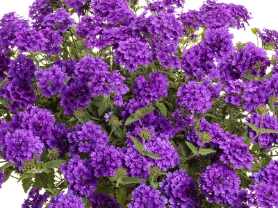 Superbena® Cobalt™ Verbena | Natorp's Online Plant Store