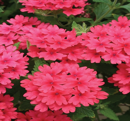 Superbena Coral Red Verbena | Natorp's Online Plant Store