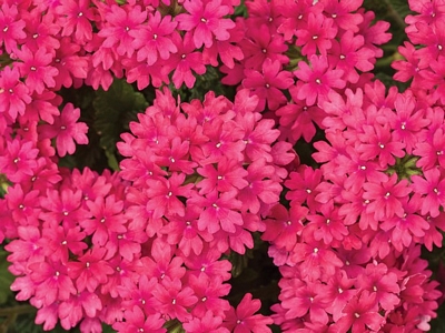 Superbena® Raspberry™ Verbena | Natorp's Online Plant Store