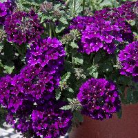 Lascar Black Velvet Verbena | Natorp's Online Plant Store