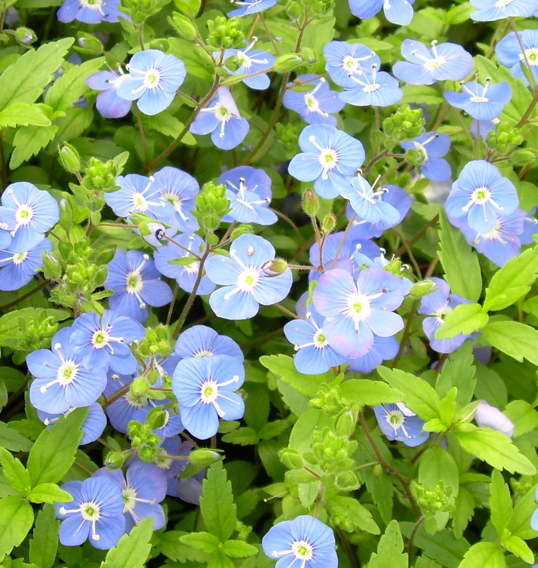 Georgia Blue Speedwell | Natorp's Online Plant Store