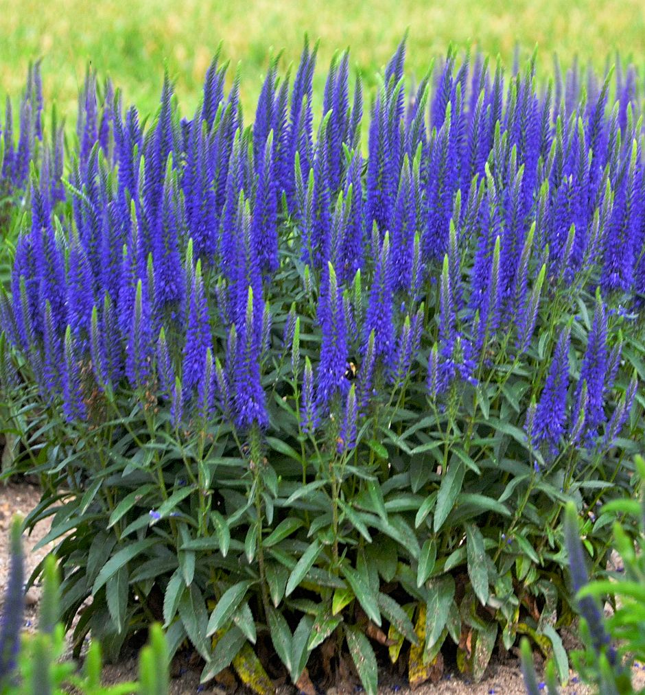 Magic Show® Wizard of Ahhs Speedwell | Natorp's Online Plant Store