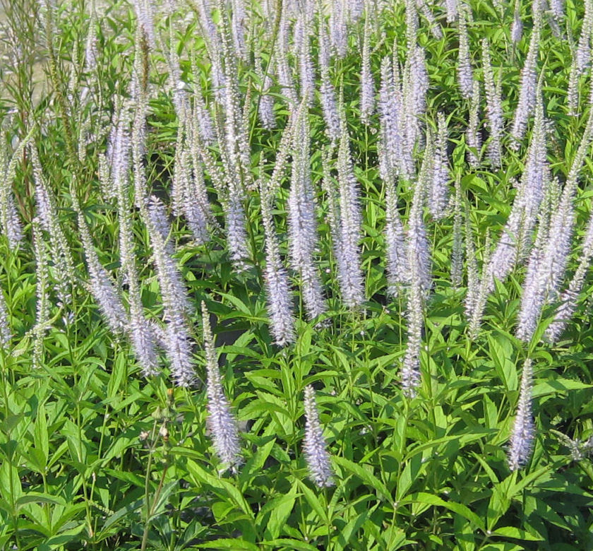 Lavender Towers Veronicastrum | Natorp's Online Plant Store