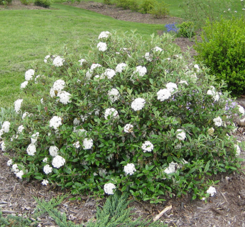 Conoy Viburnum | Natorp's Online Plant Store