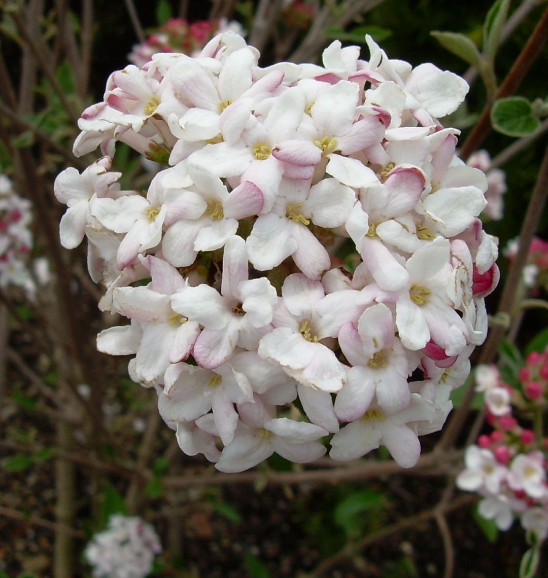 Mohawk Viburnum | Natorp's Online Plant Store