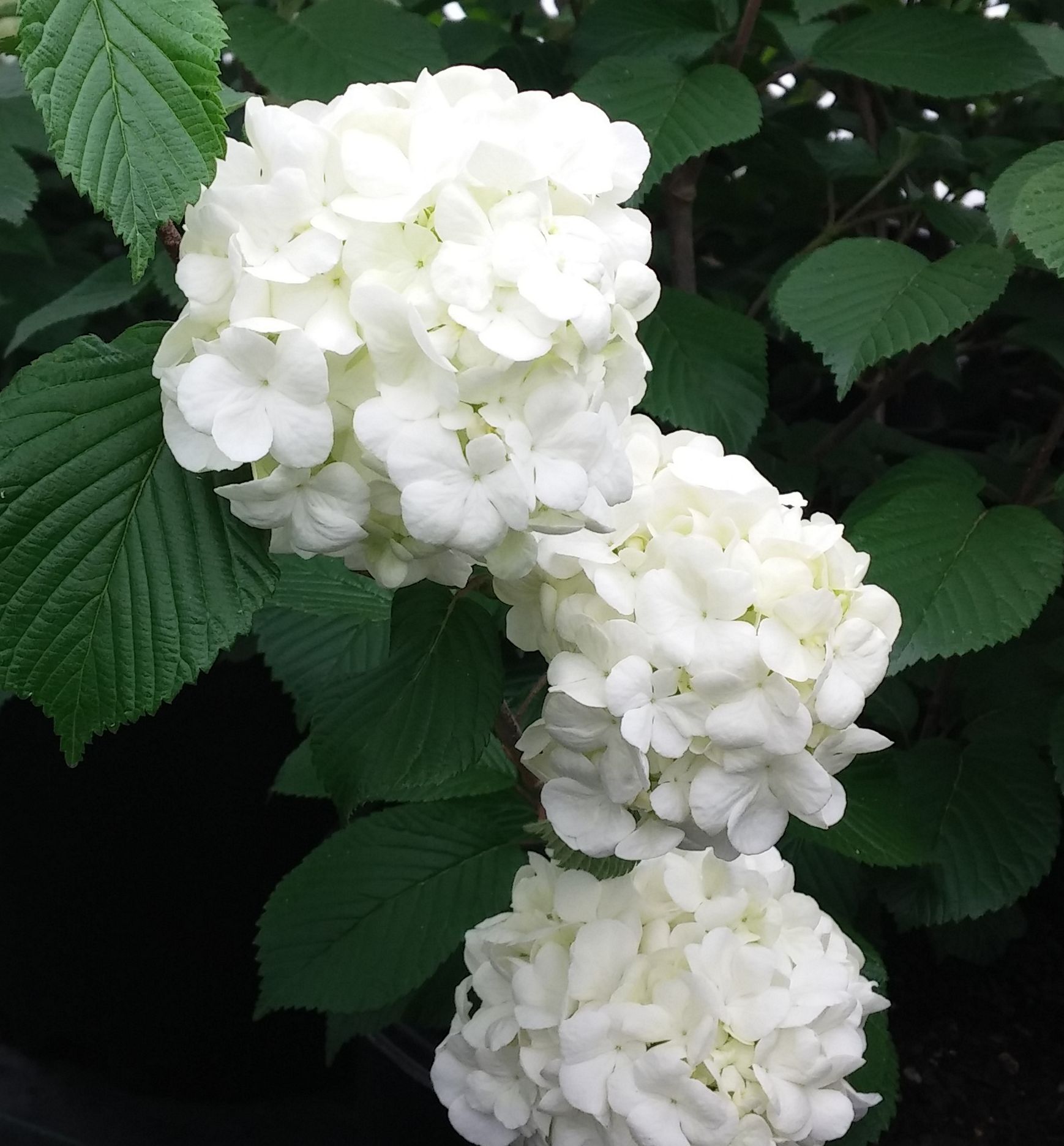 Popcorn Snowball Viburnum | Natorp's Online Plant Store