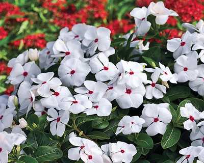 Cora Cascade XDR Polka Dot Periwinkle | Natorp's Online Plant Store