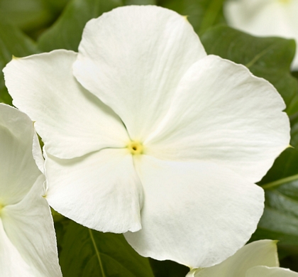 Cora White Periwinkle | Natorp's Online Plant Store