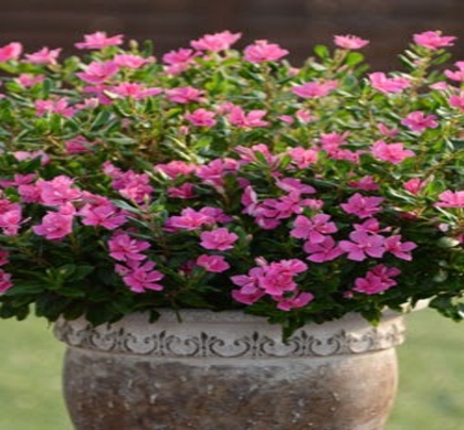 Soiree Double Pink Vinca | Natorp's Online Plant Store