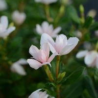 Soiree Double White Vinca | Natorp's Online Plant Store