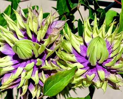 Taiga Clematis | Natorp's Online Plant Store
