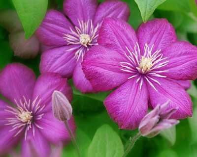 Tekla™ Clematis | Natorp's Online Plant Store