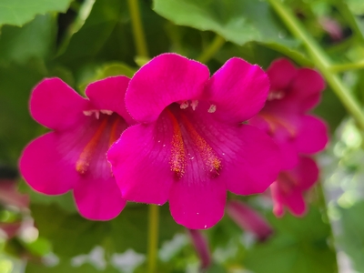 Compact Rose Lophospermum Vine | Natorp's Online Plant Store