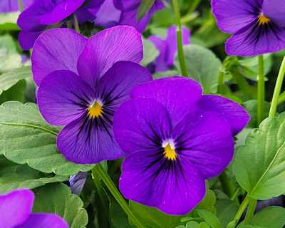 Penny™ Pro Deep Blue Viola | Natorp's Online Plant Store