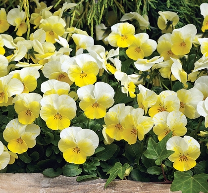 Penny Primrose Bicolor Viola | Natorp's Online Plant Store
