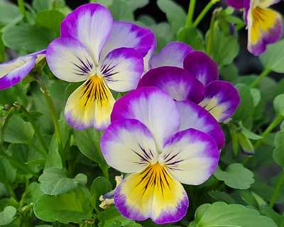 Penny™ Primrose Picotee Viola | Natorp's Online Plant Store