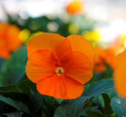 Sorbet XP Deep Orange Viola | Natorp's Online Plant Store