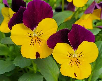 Sorbet XP Yellow Jump Up Viola | Natorp's Online Plant Store