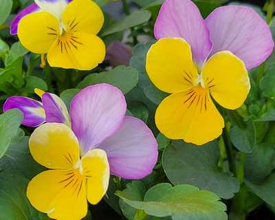 Sorbet® Yellow Pink Jump Up Viola | Natorp's Online Plant Store