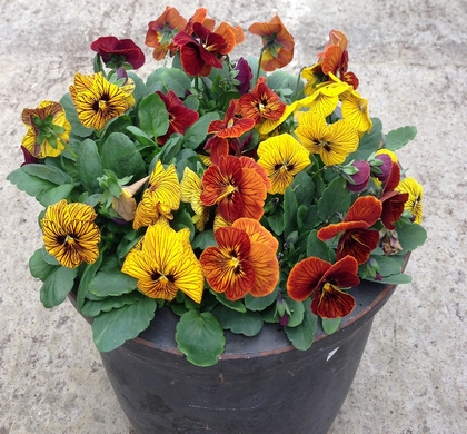Sorbet Tiger Eye Viola | Natorp's Online Plant Store