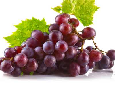 Reliance Red Seedless Grape Vine | Natorp's Online Plant Store