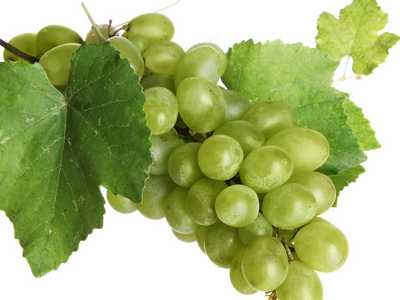Himrod White Seedless Grape Vine | Natorp's Online Plant Store