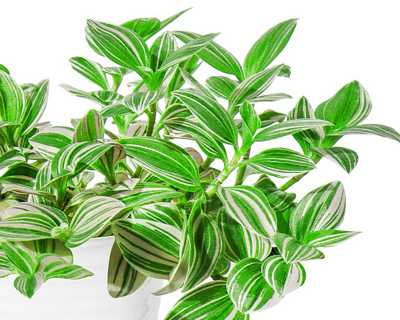 Green/White Striped Wandering Dude | Natorp's Online Plant Store