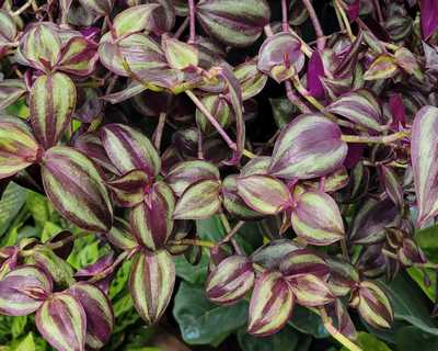 Wandering Dude, Red | Natorp's Online Plant Store