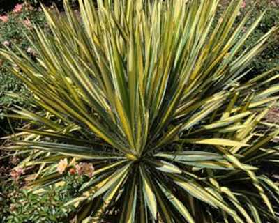 Color Guard Yucca | Natorp's Online Plant Store